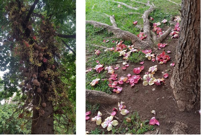 The Wild Trees of India – Inseparable part of our identity